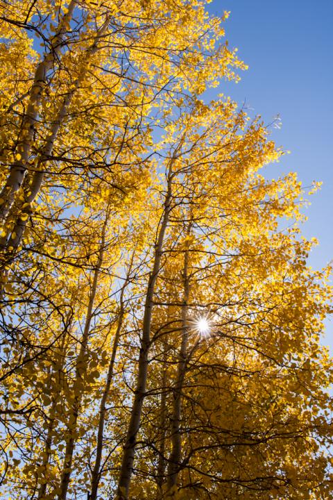Aspens Changing Color | Shutterbug